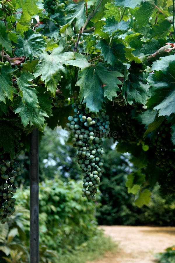 Wine grapes growing stock image. Image of season, garden - 17856113