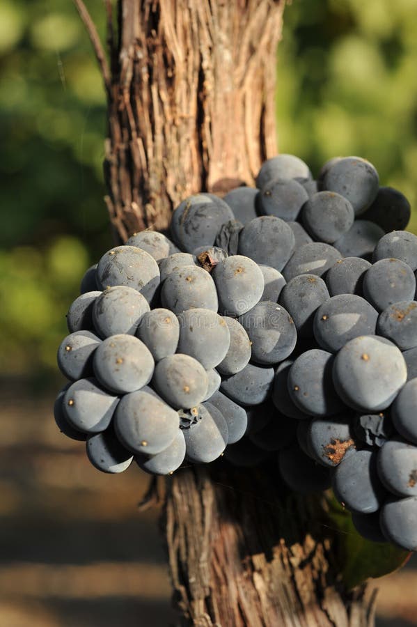 Wine Grapes Growing on the Vine Stock Photo - Image of growing, leaves ...