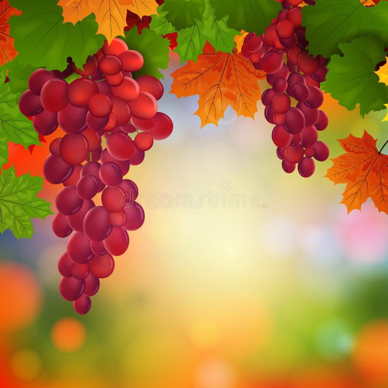 Wine Grapes Stock Illustrations – 32,198 Wine Grapes Stock ...