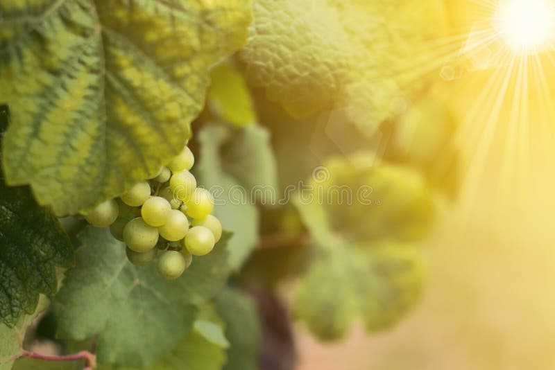 Wine grapes in summer time stock photo. Image of farm - 96671384