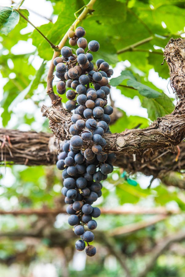 Wine grapes in Thai stock image. Image of plant, enology - 214885591