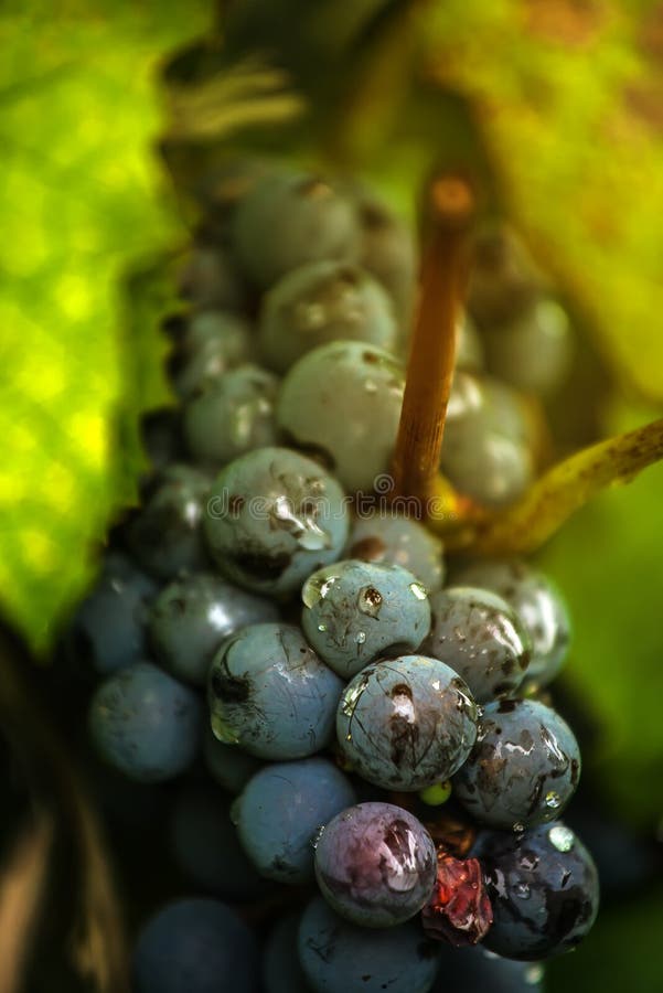 Vineyard Rain stock photo. Image of tourism, outdoor, barossa - 5406978