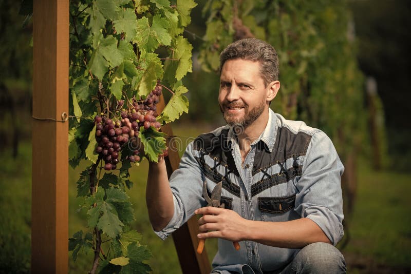 Wine-grower Cutting Grapevine with Garden Scissors, Fruit Stock Image ...