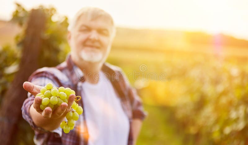 Wine Grower Holds White Grapes As a Selection Stock Photo - Image of ...