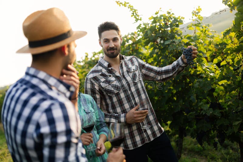 Wine Grower and People in Vineyard Stock Image - Image of female ...