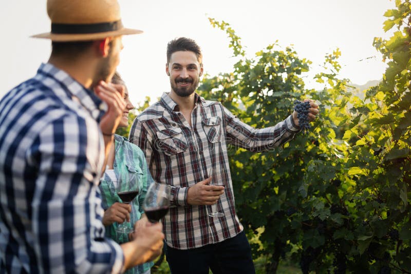 Wine Grower and People in Vineyard Stock Photo - Image of outdoors ...