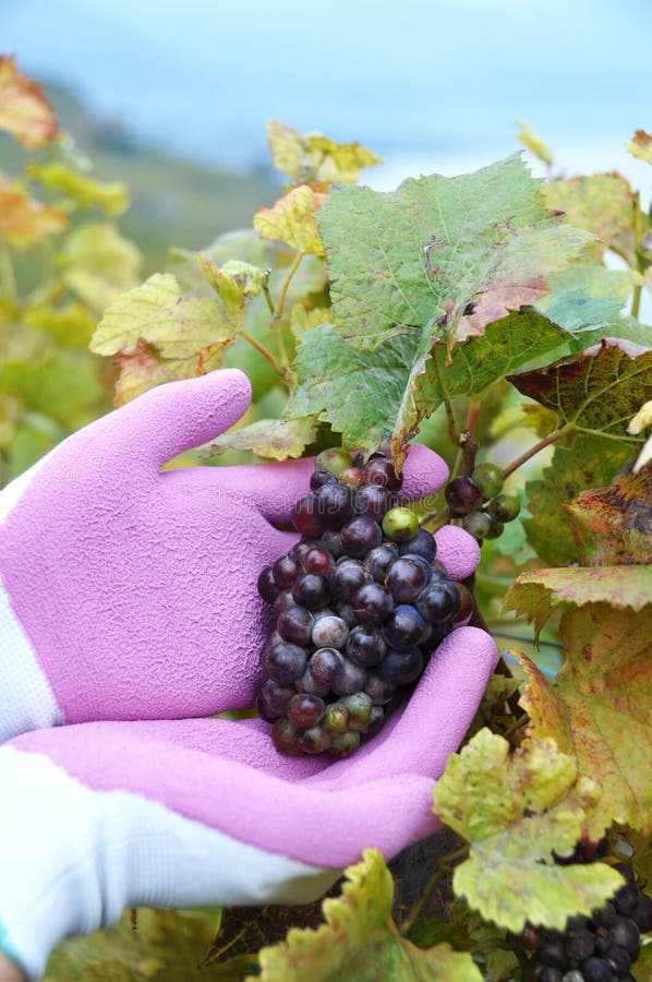 Wine-grower at work stock image. Image of grapes, grower - 32858453