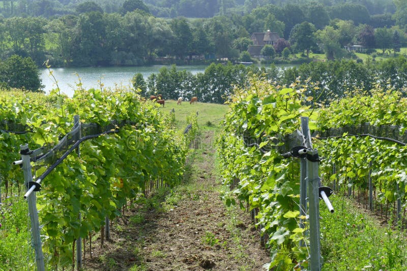 Wine growing in Germany stock photo. Image of vineyard - 123170188