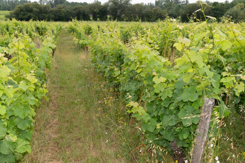 Wine Growing Organic Vine in Spring in Bordeaux Saint Emilion Stock ...