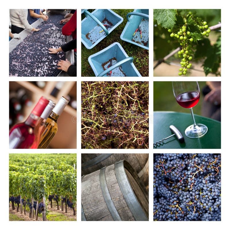 Wine collage stock photo. Image of color, vines, agriculture - 17698862