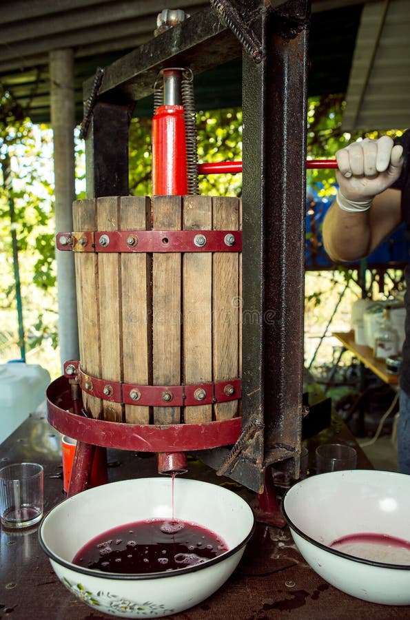 Wine Harvest. a Master Winemaker is Setting Up a Grape Press. Freshly ...