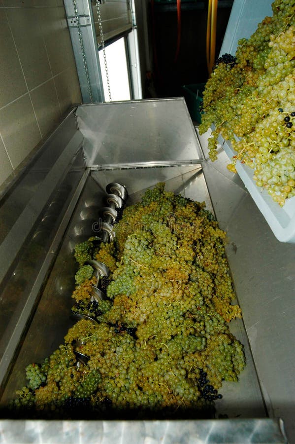 Wine Making: Pressing of Grapes Stock Photo - Image of grape, economics ...
