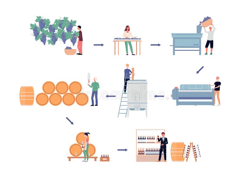 Wine Making Process, Production of Popular Alcohol on Winery a Vector ...