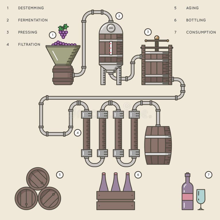 Wine Making Process or Winemaking. Process Production Beverage from ...