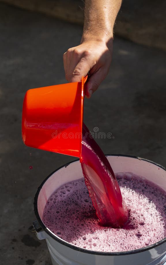 Wine Making. the Winemaker Extracts the Must from the Container for ...