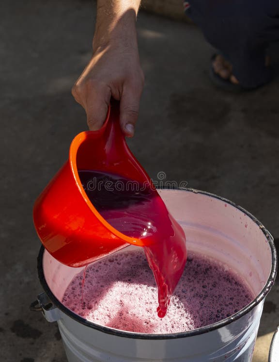 Wine Making. the Winemaker Extracts the Must from the Container for ...