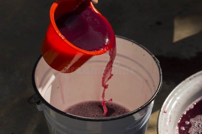 Wine Making. the Winemaker Extracts the Must from the Container for ...