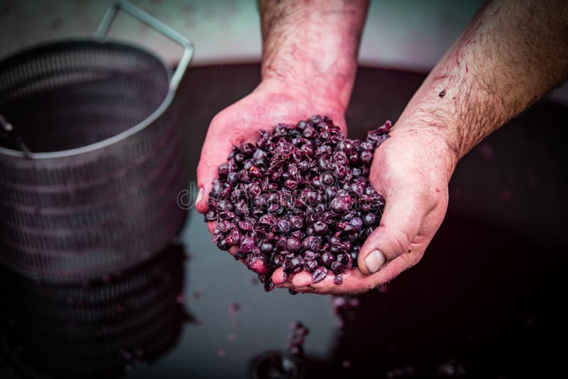 Wine Mixing during Fermentation Process in Barrel, Bordeaux Vineyard ...
