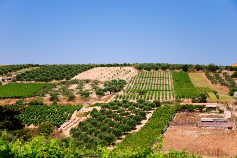 Wine and Olive field stock image. Image of grass, plant - 20400743