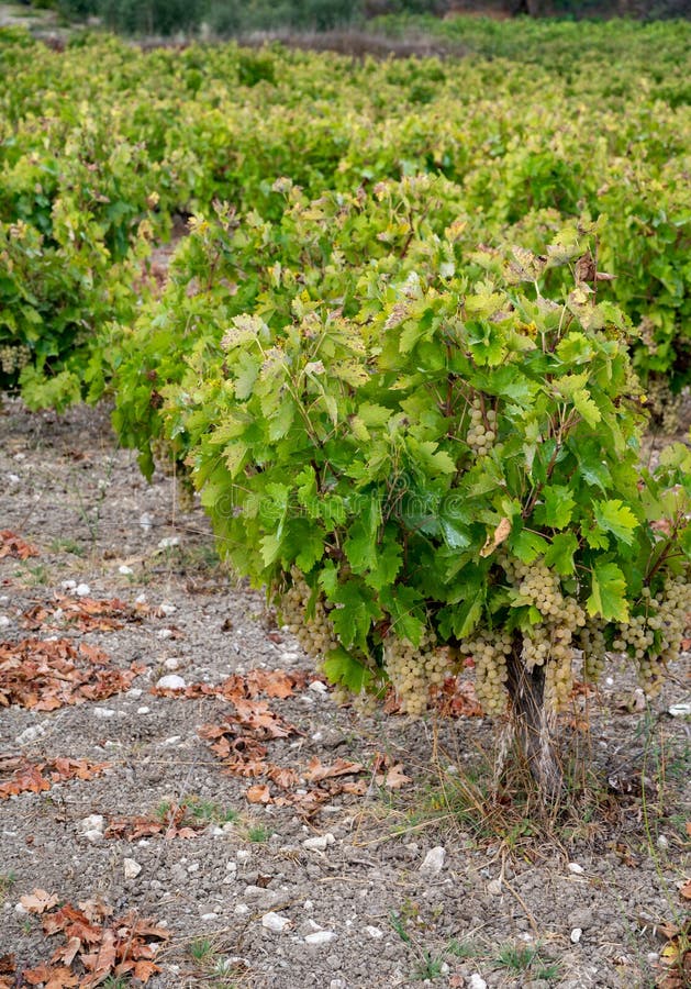 Wine Production on Cyprus, Ripe White Wine Grapes Ready for Harvest ...
