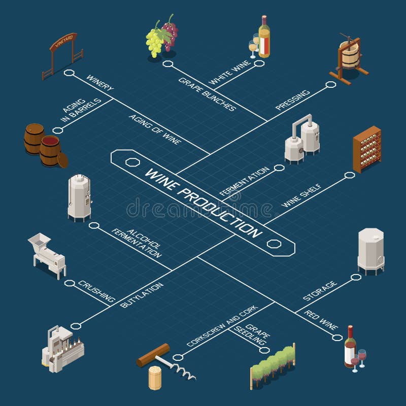 Wine Production and Distribution Infographic Stock Vector ...