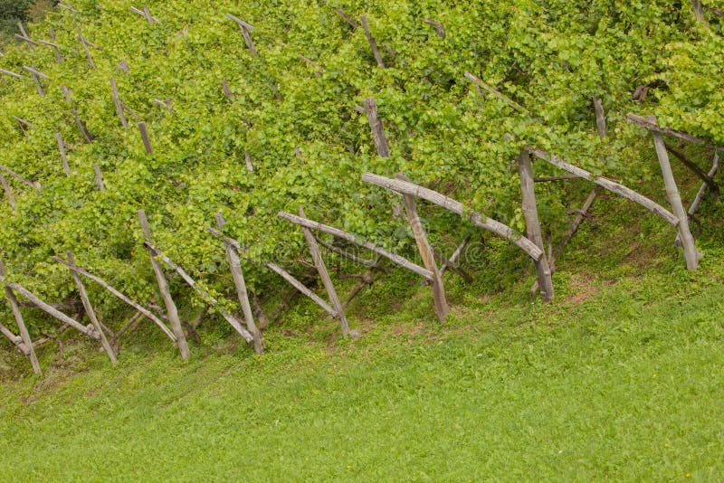 Wine Production Long an Alpine Valley in Alto Adige Stock Image - Image ...