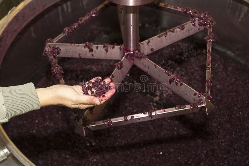 Wine production stock photo. Image of biza, beverage - 46250098