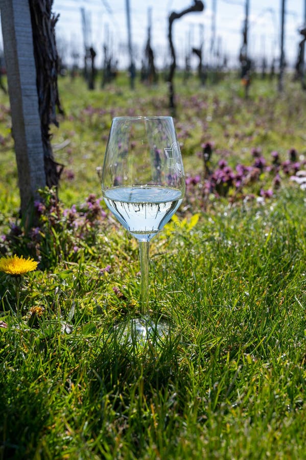 Wine Production in Netherlands, White Wine Tasting Glass Close Up on ...