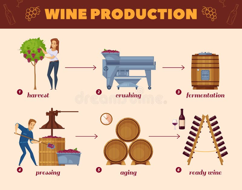 Wine Production Process Cartoon Flowchart Stock Vector - Illustration ...
