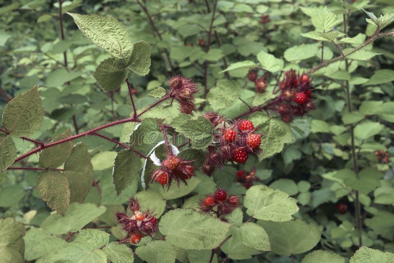 180 Wine Raspberry Rubus Stock Photos - Free & Royalty-Free Stock ...