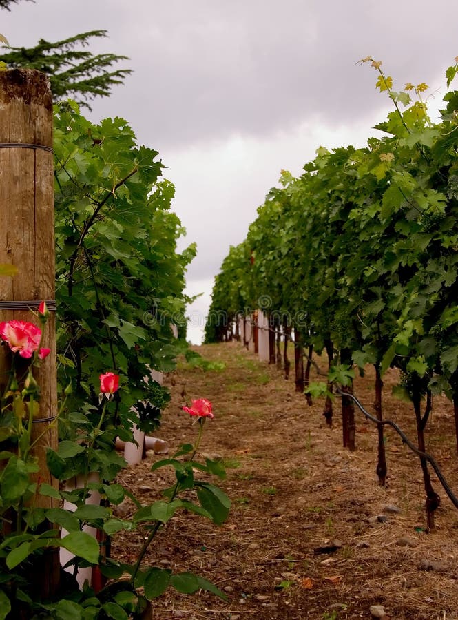Wine and Roses stock photo. Image of farm, white, rows - 168848