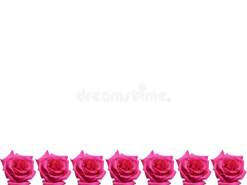 Wine Roses on the Bottom of the Frame Stock Photo - Image of petal ...