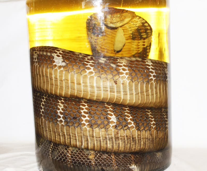 Snake Brandy in Qingping Market, Guangzhou, China Stock Image - Image ...
