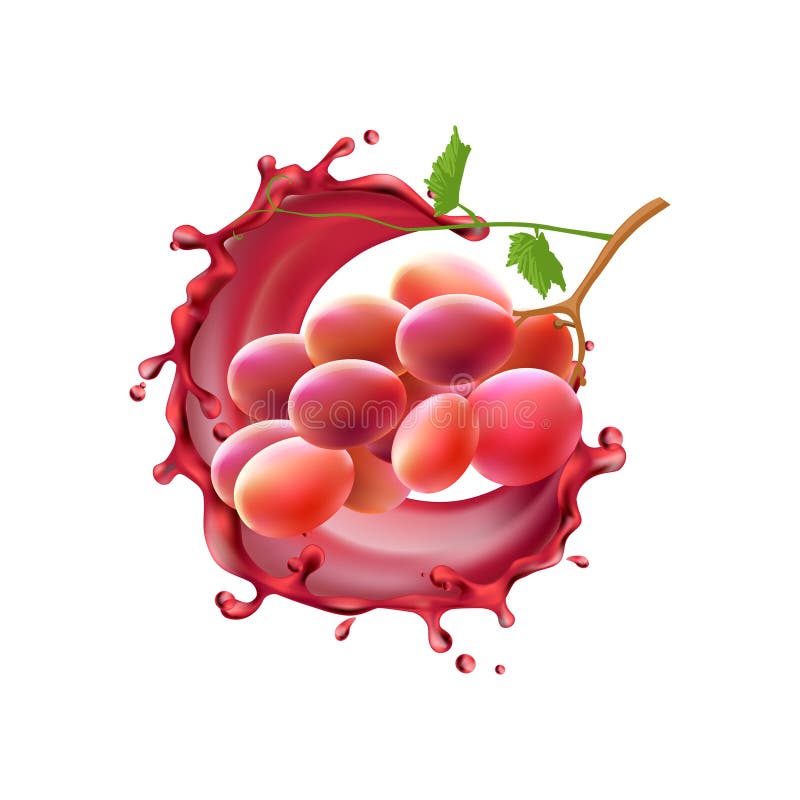 Wine Splash Vine Composition Stock Vector - Illustration of grape ...