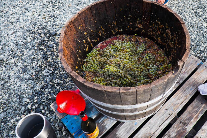Wine stomping stock image. Image of wine, spring, stomping - 76968479