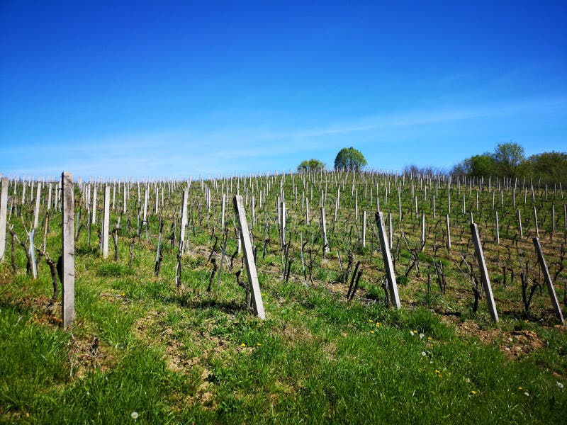 Wine 20200416 stock image. Image of summer, string, spring - 181959311