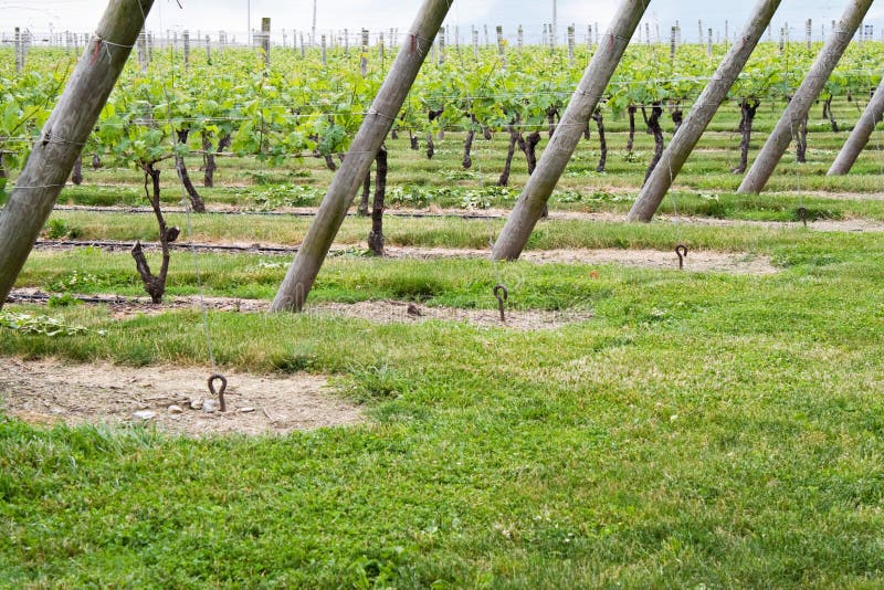 Wine Vineyard Rows stock photo. Image of farm, ripe, crop - 14839688