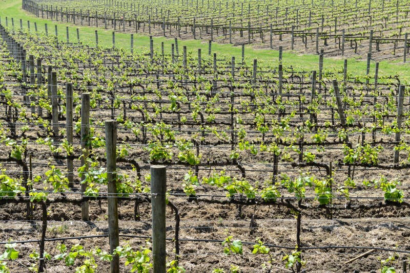 Vineyard in Spring stock photo. Image of grapes, farm - 30932726
