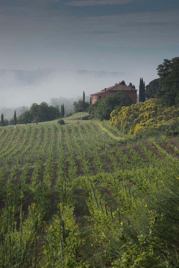 Tuscany Wineyard,old Country House,misty Morning Stock Photo - Image of ...