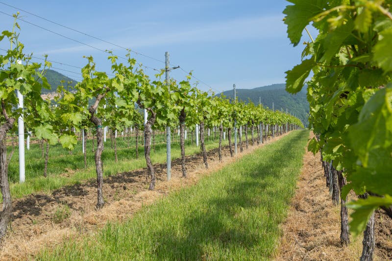 Wine yard stock photo. Image of scenic, tour, green, landscape - 87620156