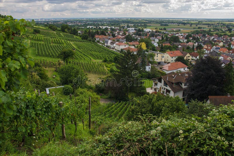 Wine Yards and Schriesheim Town Stock Photo - Image of city, baden ...