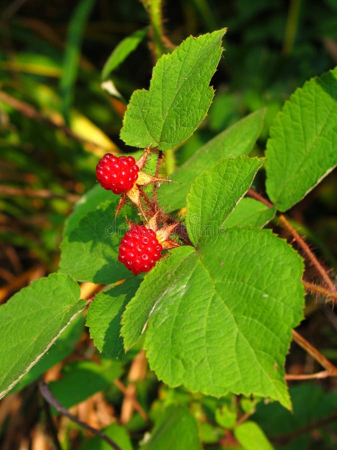 Wineberries stock image. Image of raspberries, close, berries - 3344909