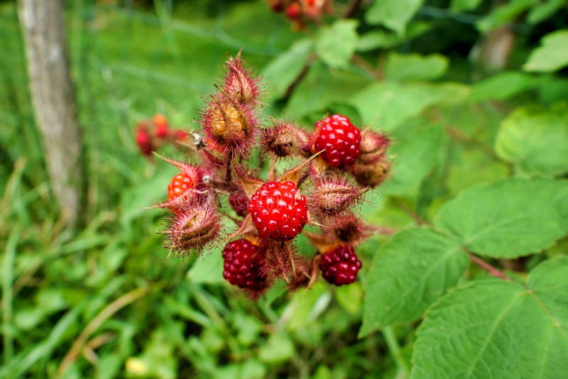 Wineberry Plant stock image. Image of berries, healthy - 251656663
