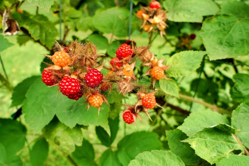 Wineberry Plant stock image. Image of raspberry, organic - 251657077