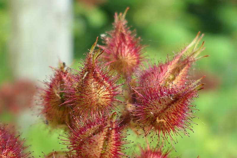 Wineberry Plant stock photo. Image of phoenicolasiusacent - 389961246