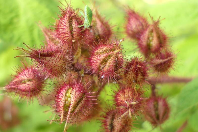 Wineberry Plant stock image. Image of organic, phoenicolasiusacent ...