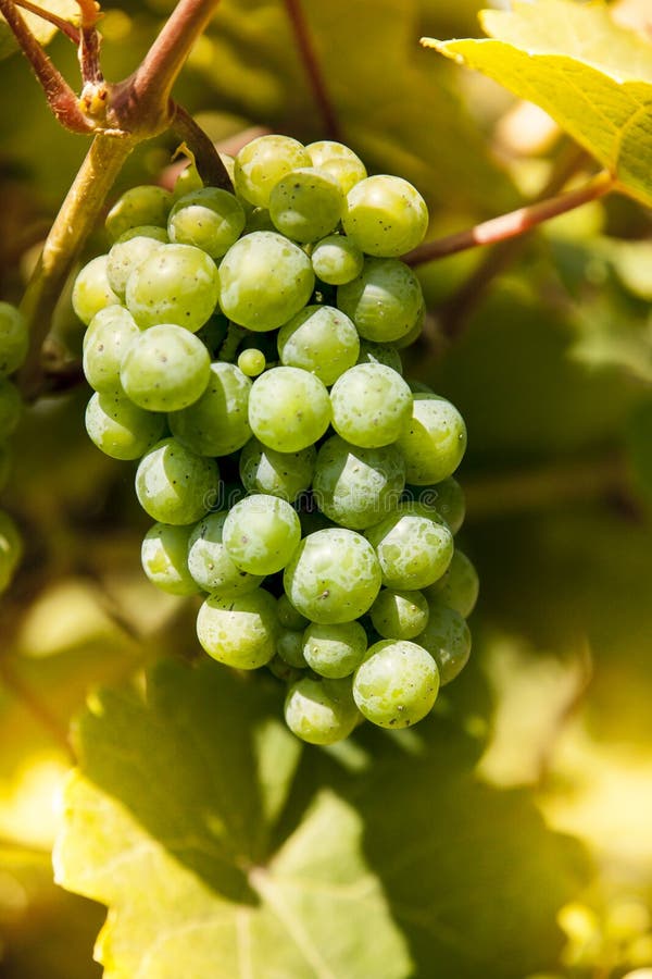 Winegrape in germany stock photo. Image of mosel, food - 79234160