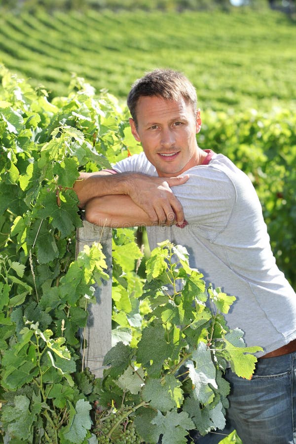 Winegrower Standing in Vineyard Stock Photo - Image of wine, growing ...