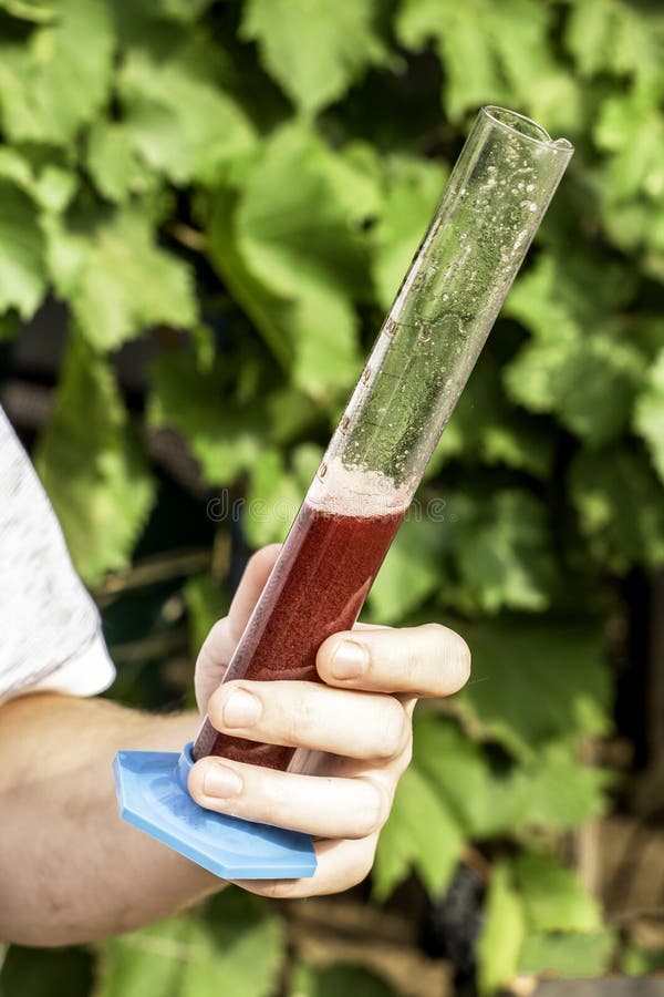The Winemaker Holds in His Hand and Examines a Test Tube with Freshly ...