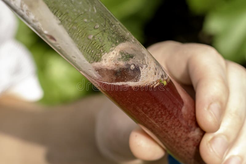 The Winemaker Measures the Sugar Content in Grape Juice Dials the Juice ...